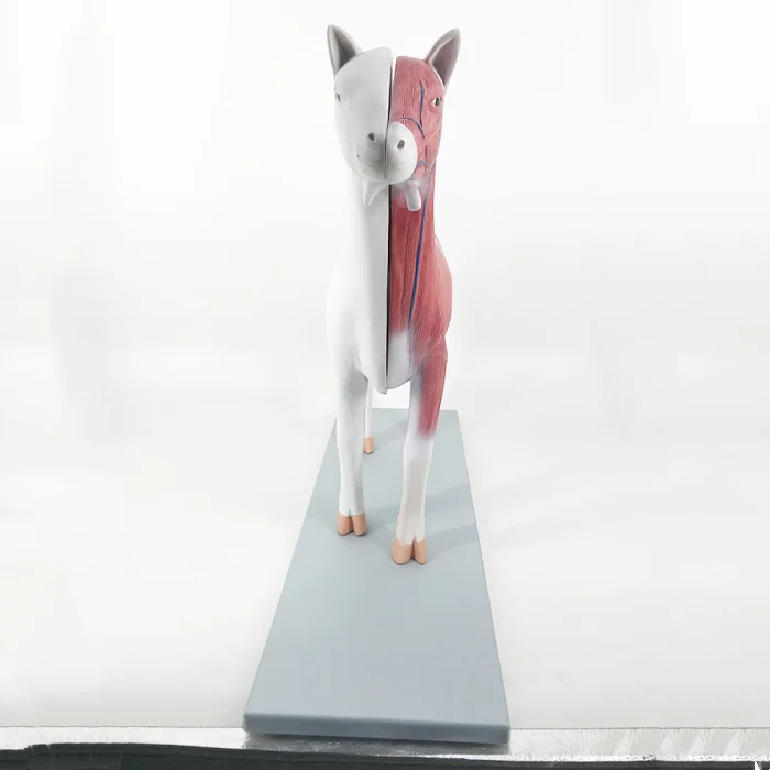 Ya/b025 Can Be Divided Into 2 Parts And Can Be Removed To Show The ...