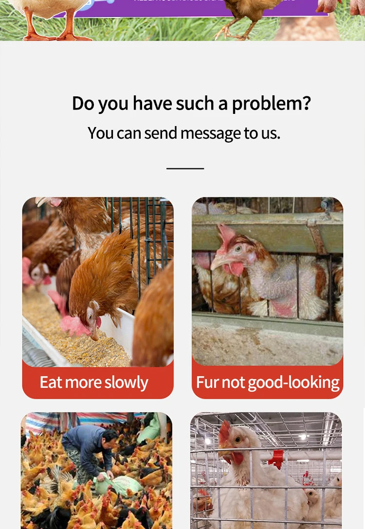 Broiler Booster Growth Promoter Chicken Growth Promoters For Poultry ...