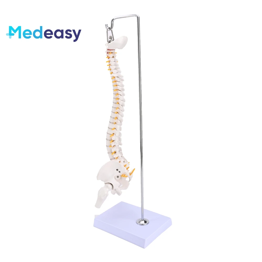 Human Life Size Spine Anatomical Model,45cm Vertebral Column Model With ...
