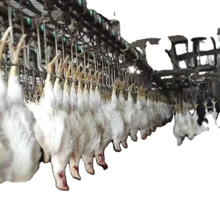 Complete Chicken Slaughtering Line Bleeding Plucking Slaughter Convey ...