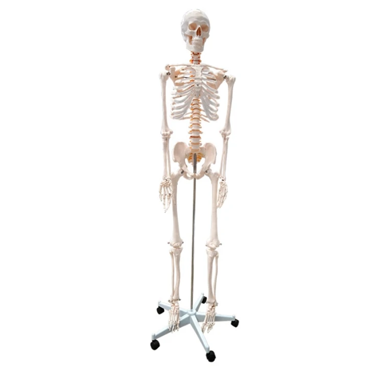 180cm Human Skeleton Model - Perfect for Medical Teaching
