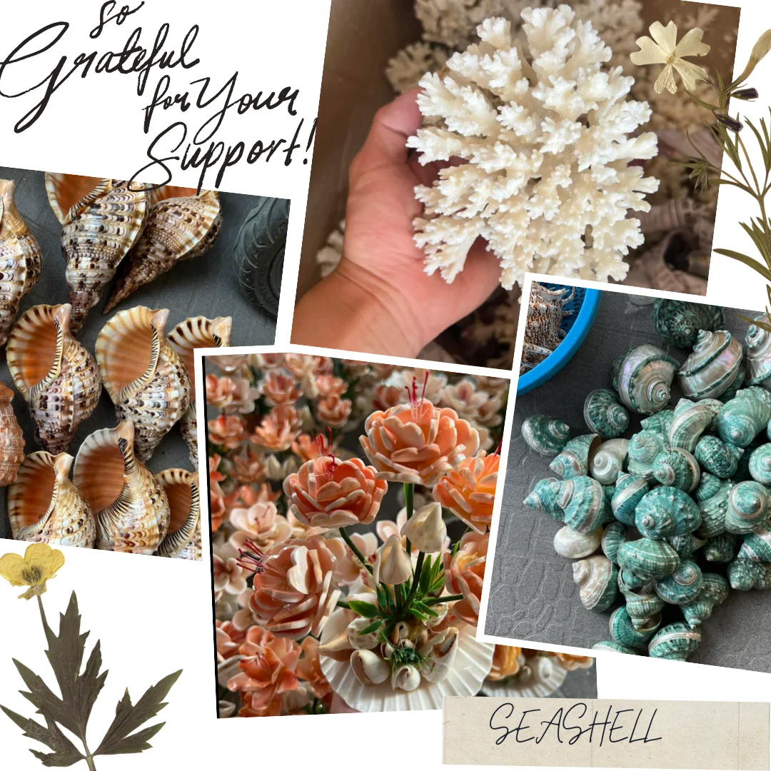 VIETNAM ORIGIN DRIED SCALLOP SHELL/ SEA SHELL for CRAFT