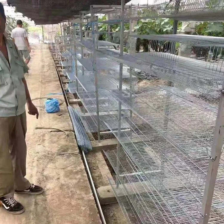 Poulailler Caille - Efficient Quail Battery Chicken Coop