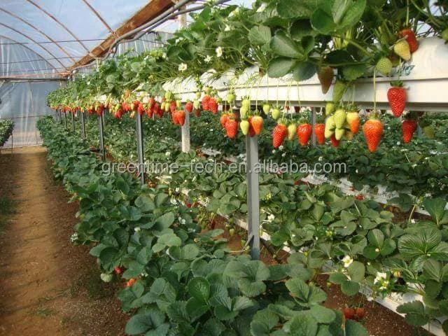 Commercial Strawberry Hydroponic Growing Systems Indoor
