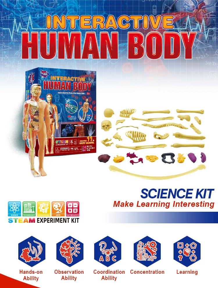28PCS Body Parts Sets - Interactive Human Body Anatomy Kit