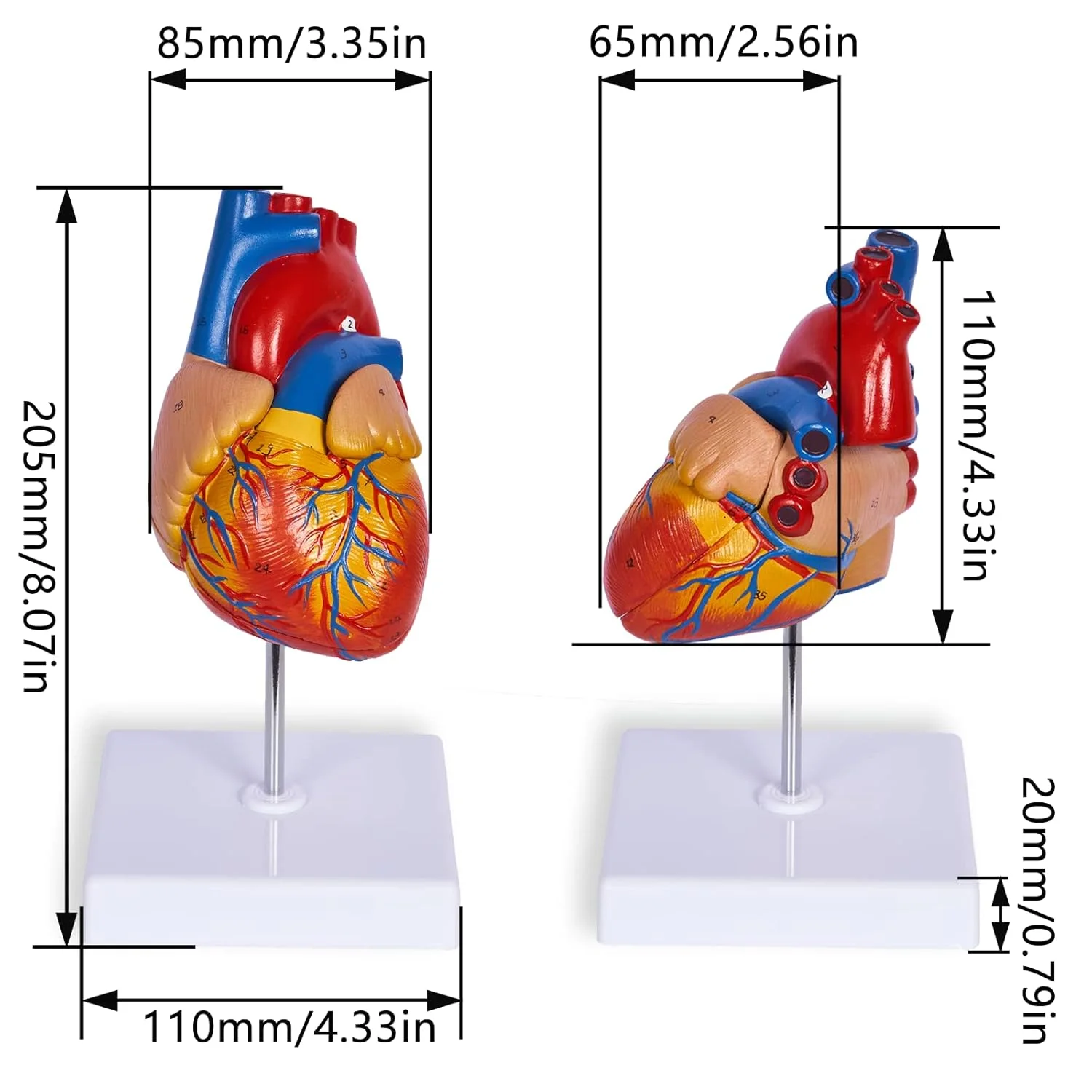 Alibaba.com: 2 Part Life-Size Medical Teaching Human Heart Model with ...