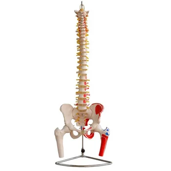 Nuevo Estilo Modelo De Lomo Humano Con Pelvis Y Músculos,Vertebra ...