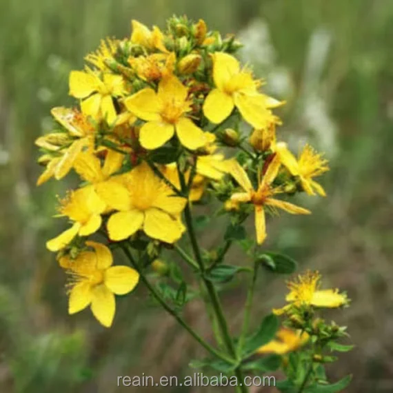 High Quality Antidepressant Hypericum Perforatum Extract