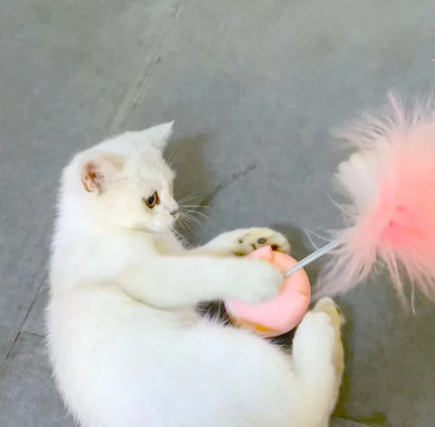 Cartoon Smiley Cat Tumbler Toy Interactive Self Hi Feather Spring Funny ...