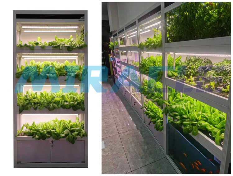 Fresh Natural Vegetable Planting Machine Indoor Hydroponic System For ...