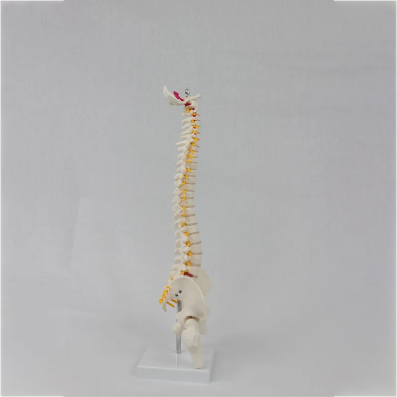 Medical Science Human Anatomical Skeleton Model For Teaching Use 45cm ...
