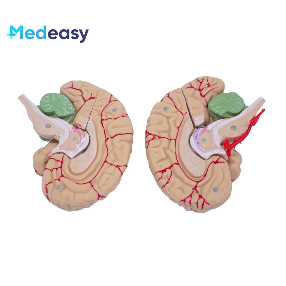 Brain Model, Brain Anatomy Model, Brainstem Model, Brain Structure ...