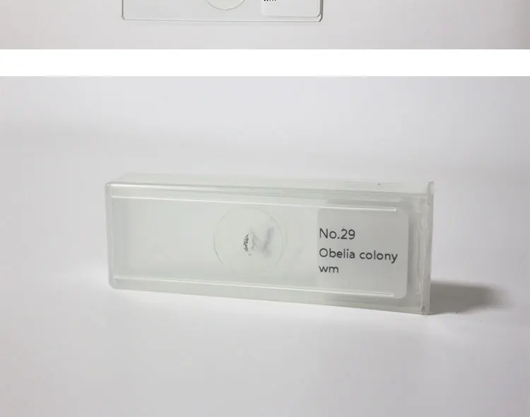 Obelia Colony Microscope Slides - Clear Microbiology Tools