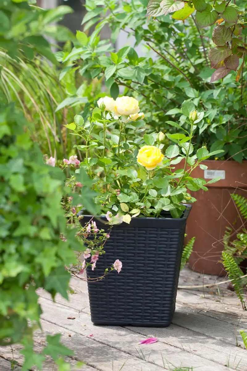 Huajin 10" Inch 26 Cm Garden Outdoor Plant Planter Blow Molded Plastic ...