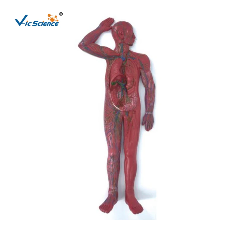 Human Lymphatic System Model - Detailed Medical Teaching Aid
