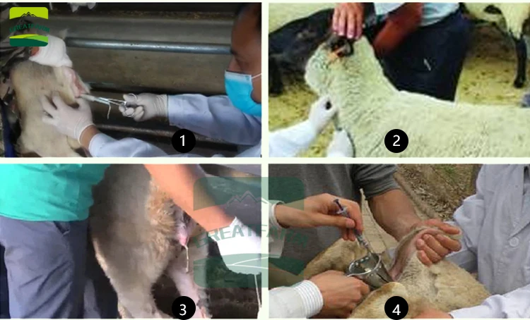 Simultaneous Estrus CIDR Tools for Cattle & Sheep Farms