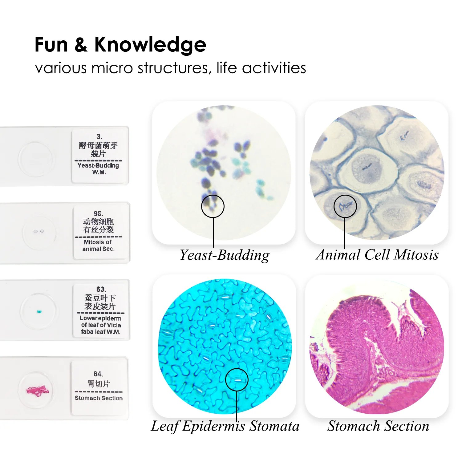 Biology Medical Science High Quality Middle School Teaching Plant and ...