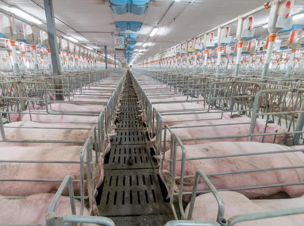 High Quality Pig Gestation Stalls Pig Bed Sow Birthing Pen Used For Pig ...