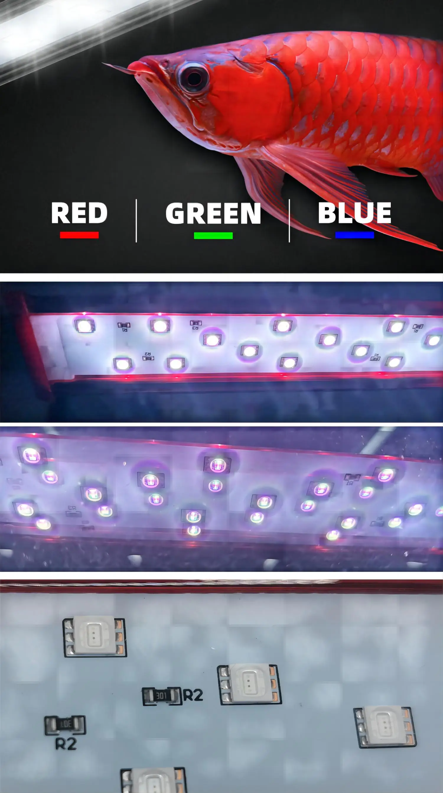 Dragonfish Special Aquarium Trichromatic Lighting Dragon Fish Lamps Red ...