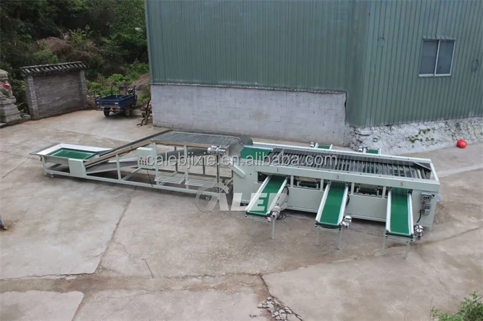 Professional Tomato Date Palm Sorting Grading Machine - Buy New Style ...
