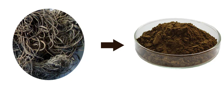 Picredit ที่มีคุณภาพสูงสารสกัดจากสมุนไพรธรรมชาติผงสืบสารสกัดจากราก ...