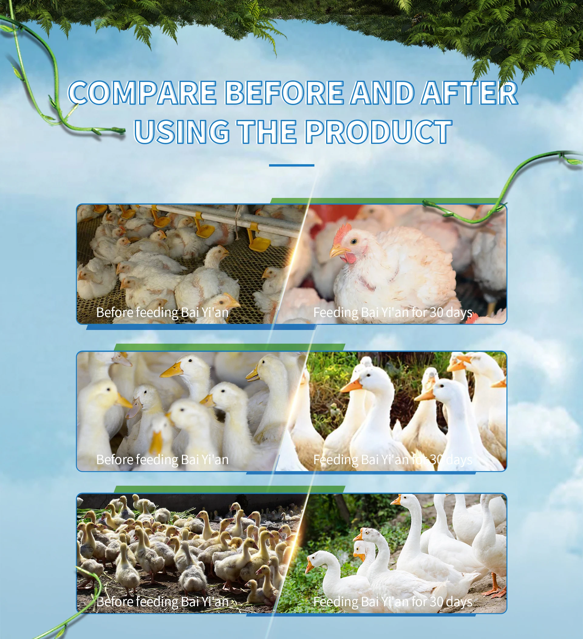 Poultry Fowl Broiler Weight Gain Vitamin Mineral Feed Additives for ...