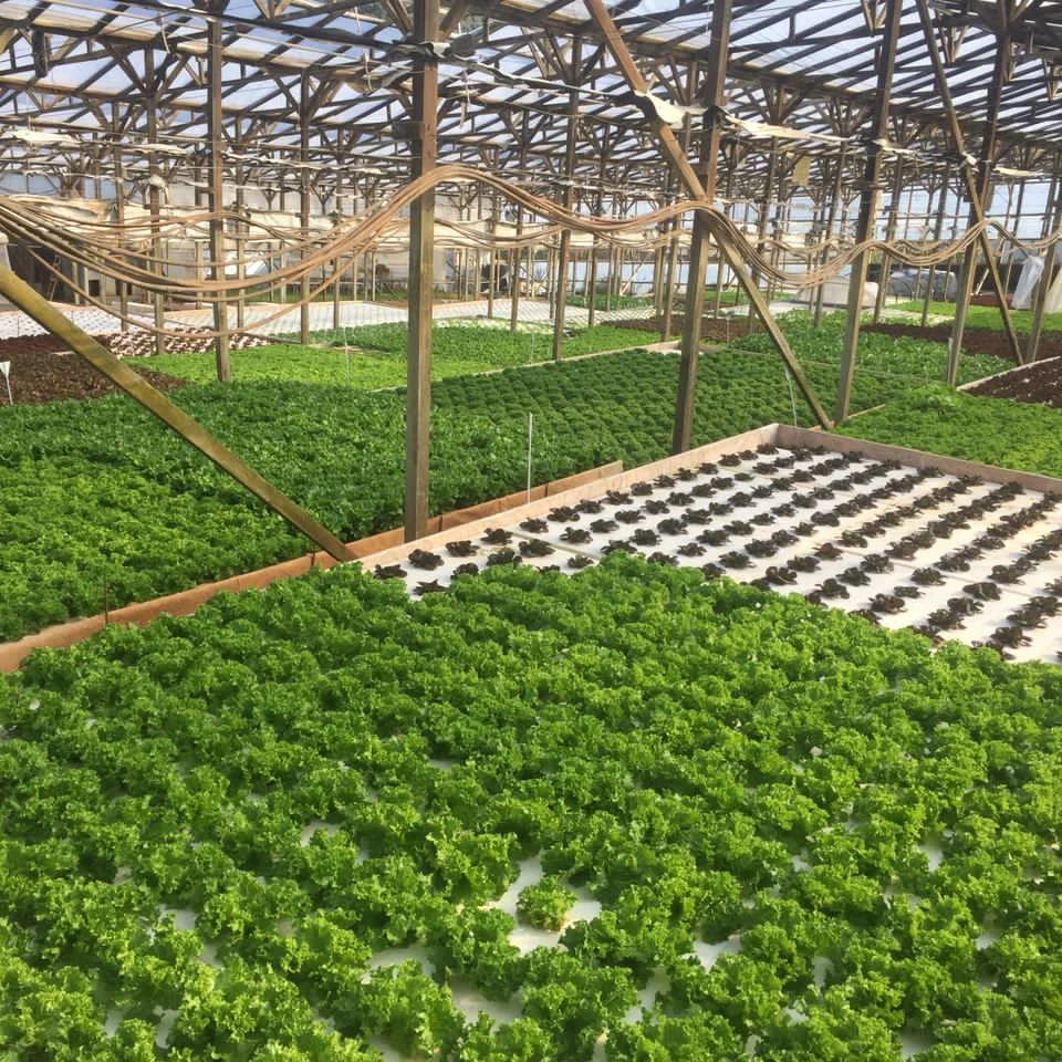 Floating Farming Raft House Equipment for DWC Planting