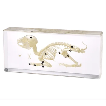 Rabbit Skeleton Specimen Animal Paperweight Taxidermy Collection ...