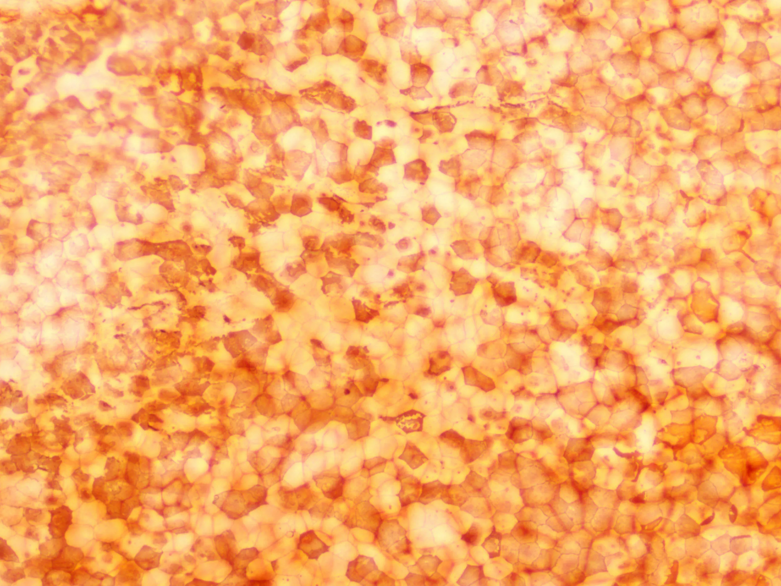 Biological Glass Sample Prepared Basic Animal Plants Tissues Science ...