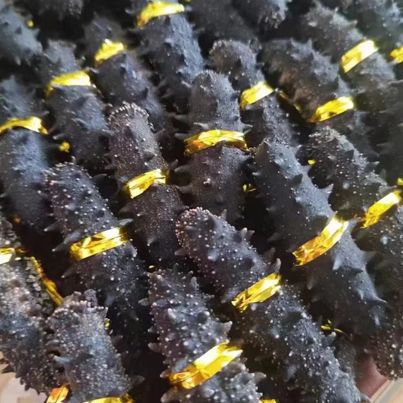 Liaoning Dalian High Quality Special Salt Free Organic Sea Cucumber ...