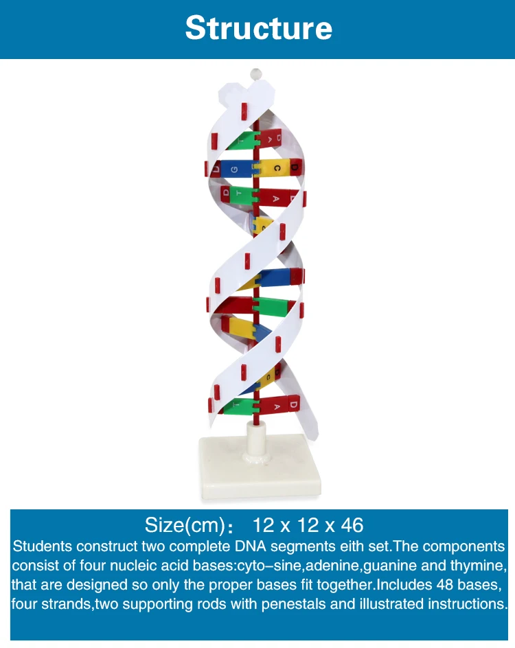 Advanced Plastic DNA Model - Understanding DNA Structure