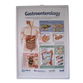 3d Anatomical Wall Map Of Digestive System Medical Anatomical Flip ...