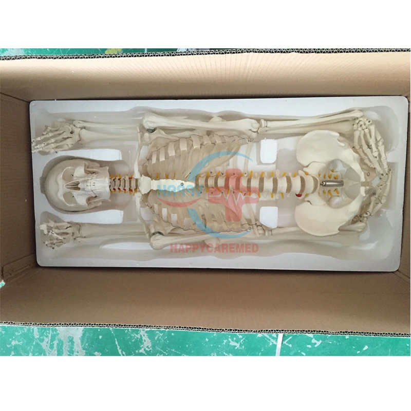 HC-S201 Life-Size 180 cm Medical Anatomical Human Simulation Skeleton ...