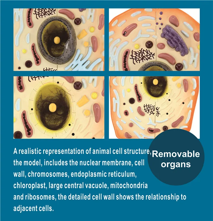 Enlarged Detailed ABS Anatomical Animal Cell Structure Model