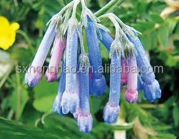 Free Sample Lithospermum Root Extract Gromwell Root Extract/radix ...