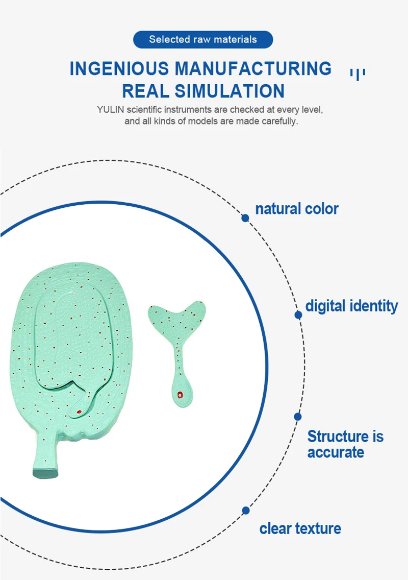 Professional Educational Model Amaranth Embryo Development Model Plant ...