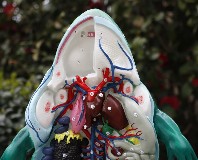 Frog Anatomy Model Large Frog Viscera Marking Embryo Development ...