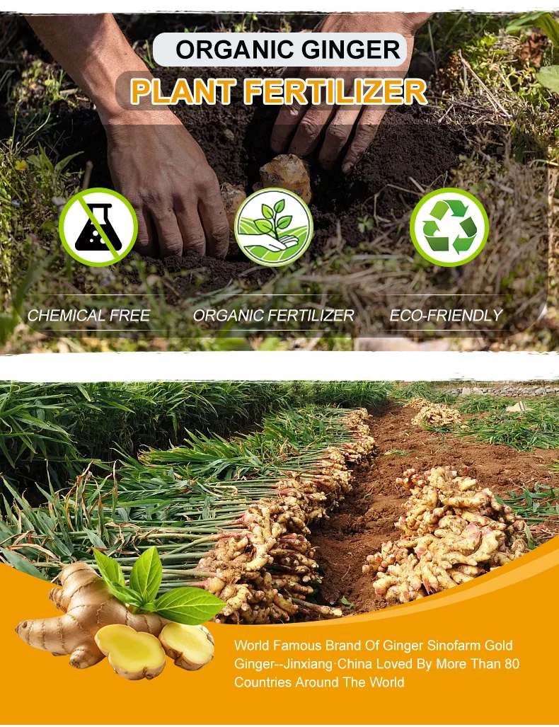 Top Quality Fresh Dried Ginger China Ginger Wholesale Price Organic ...