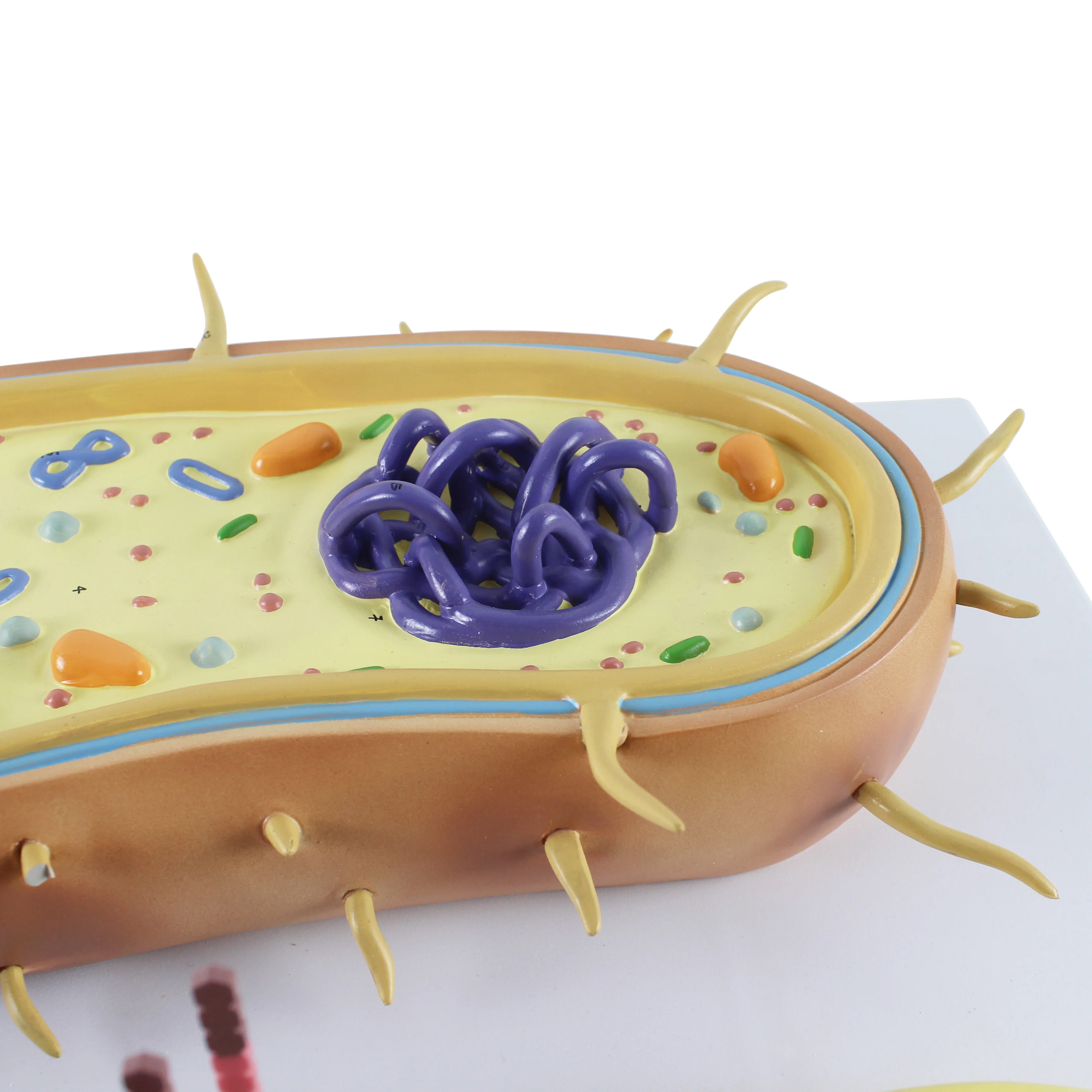 Bological Classical Structure of Bacteria Enlarge Bacteria Model for ...