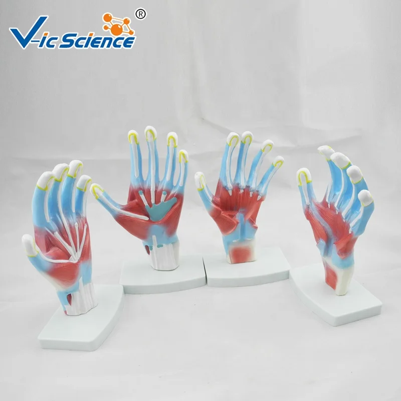 Palm Anatomy Anatomical Medical Models Anatomical Model Teaching ...