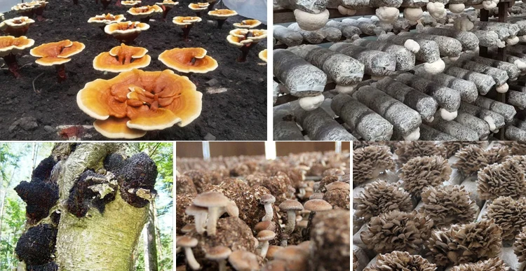 Wholesale Private Label Mushroom Powder - Health Benefits