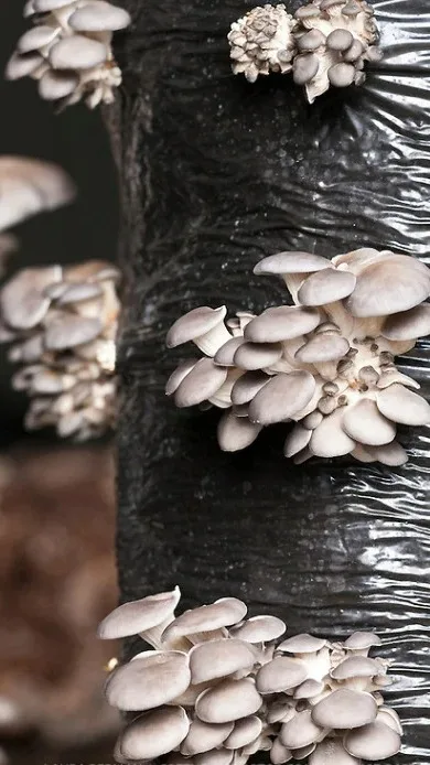 Plastic Autoclavable Mushroom Grow Bags With Self Healing Injection ...