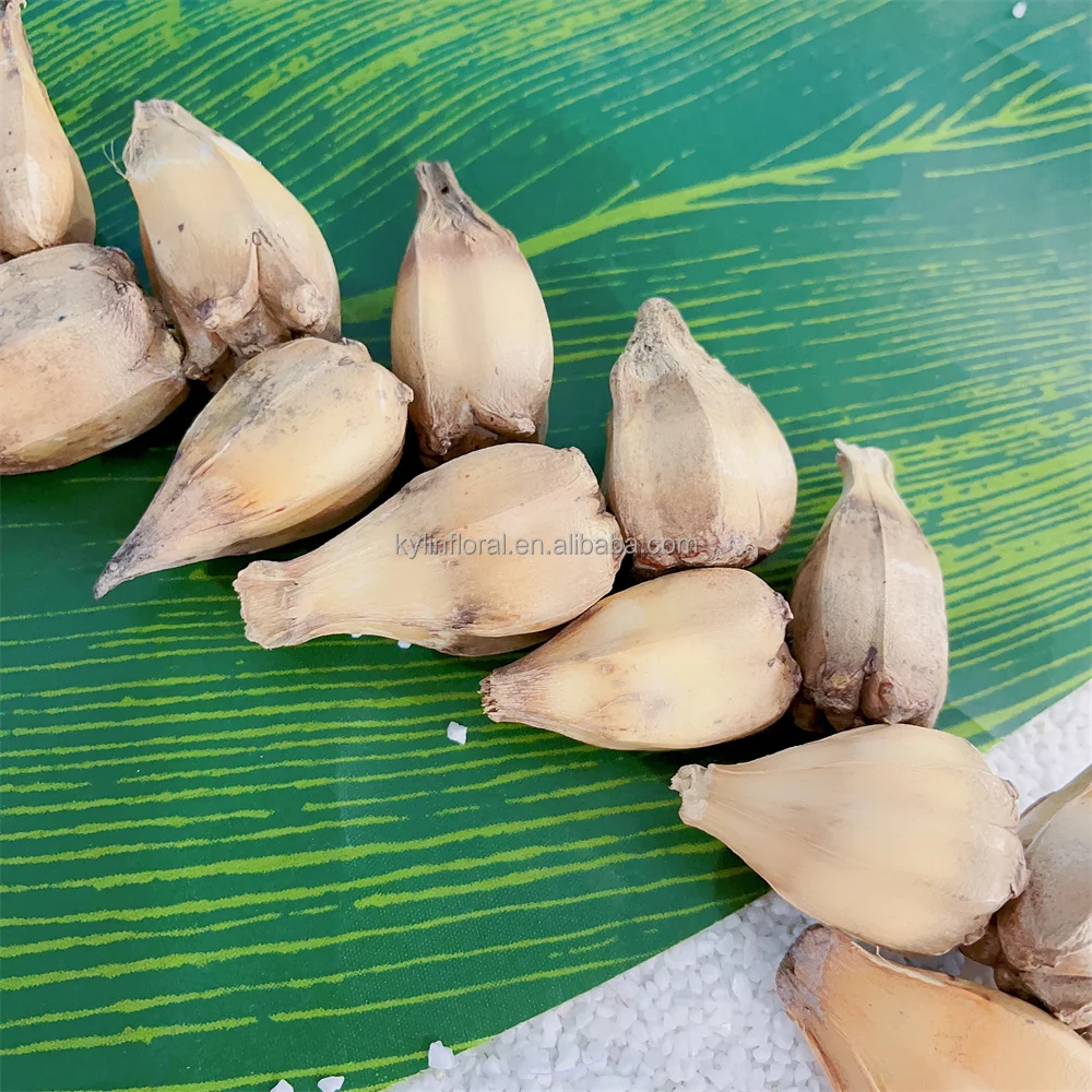 Wholesale Samoan Mens Traditional Ula Fala Necklace