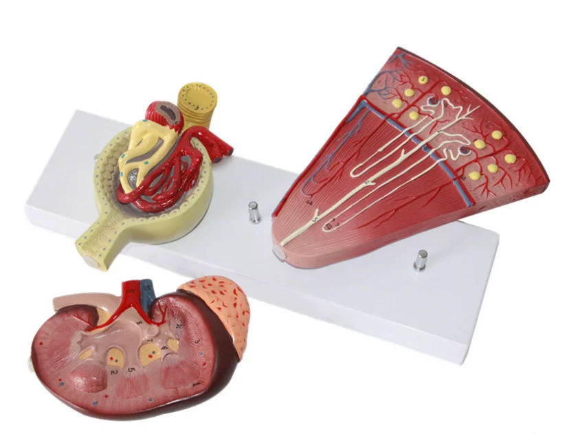 Medical Nephron Glomerulus Enlarged Kidney Anatomy Model
