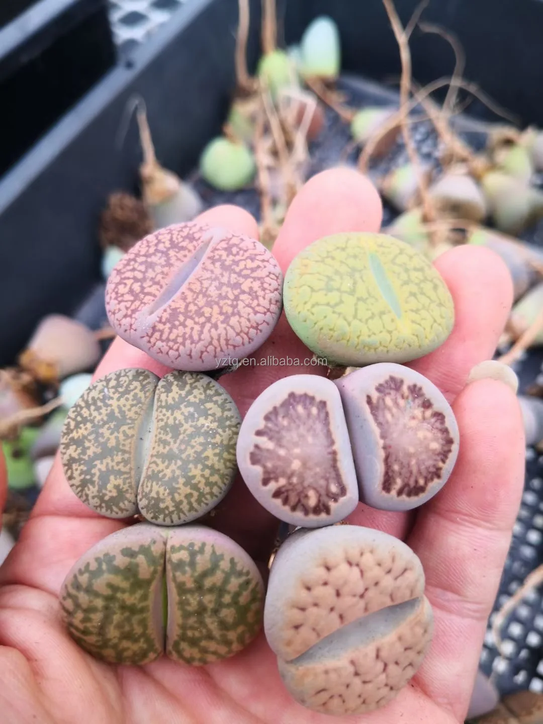 Mixed Lithops Colorful Mini Lithops Indoor Ornamental Lithops For Home ...