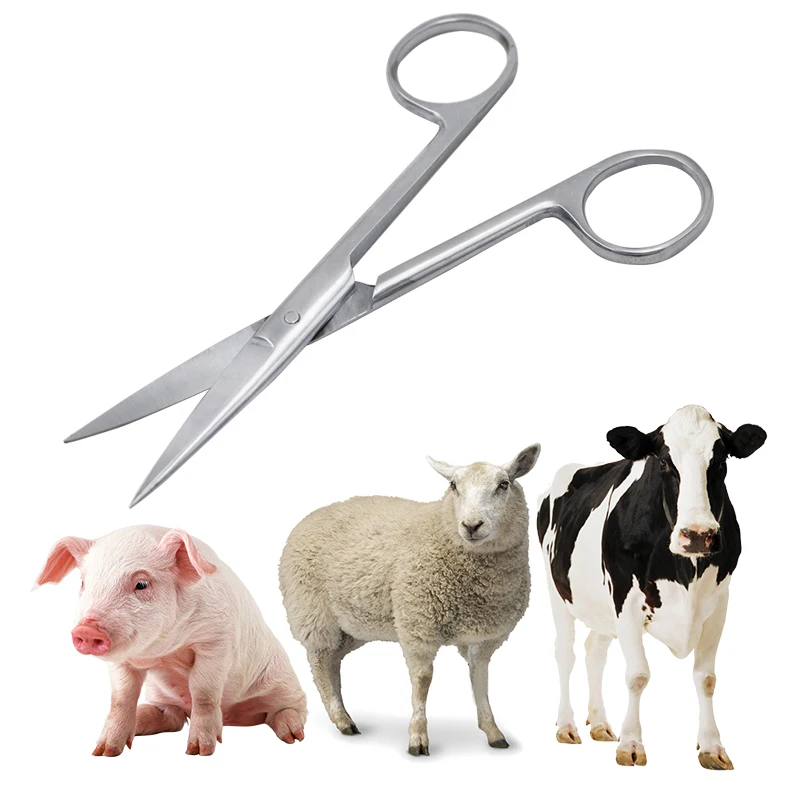 Stainless Steel Veterinary Surgical Scissors & Tools