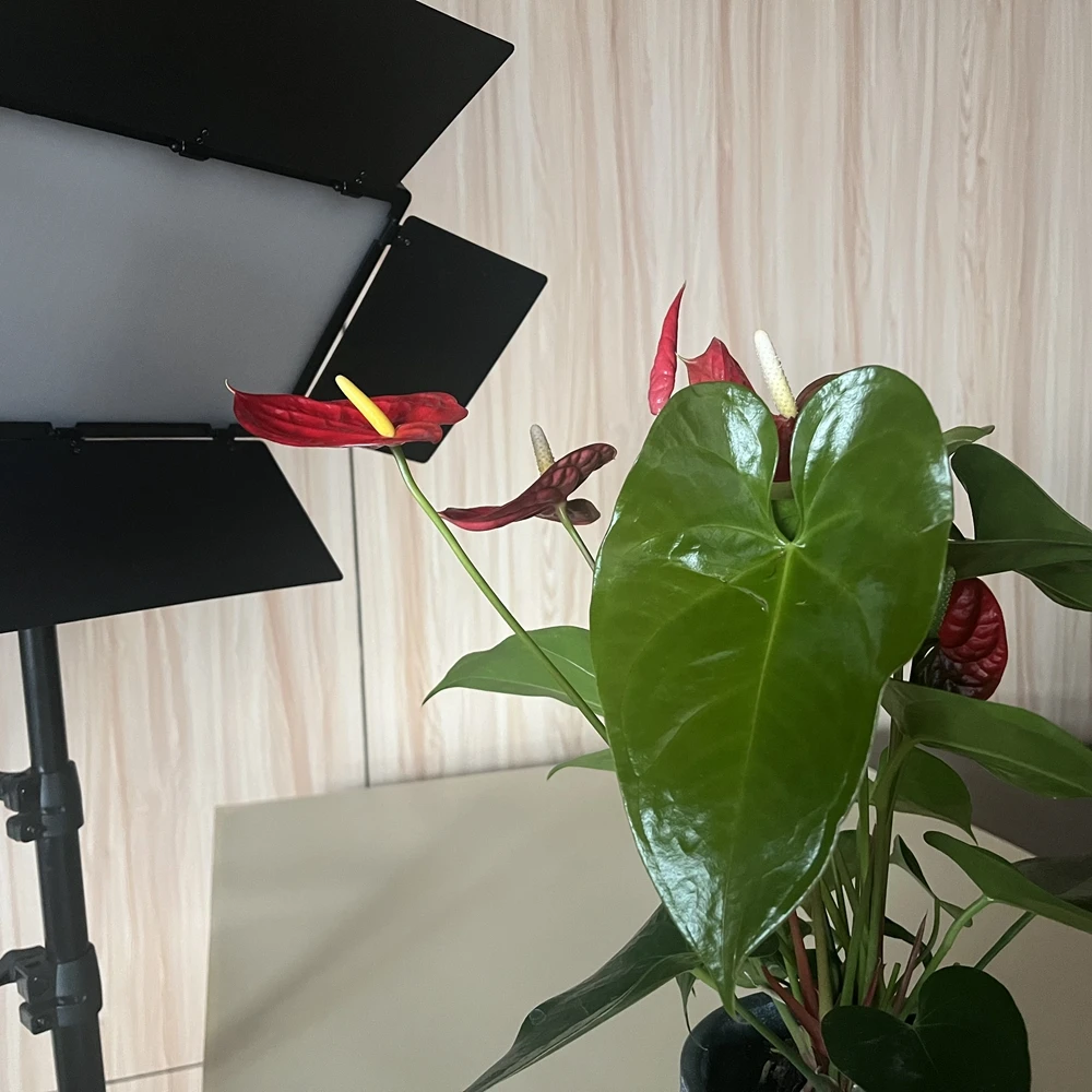 U800 Led Photo Studio Light For Tiktok Youbute Game Live Video Lighting ...