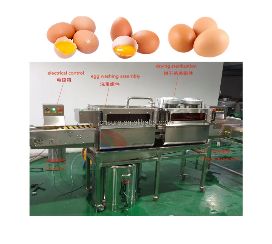 Customized Egg Grading Machine Egg Sorter Automatic Egg Washing Drying ...