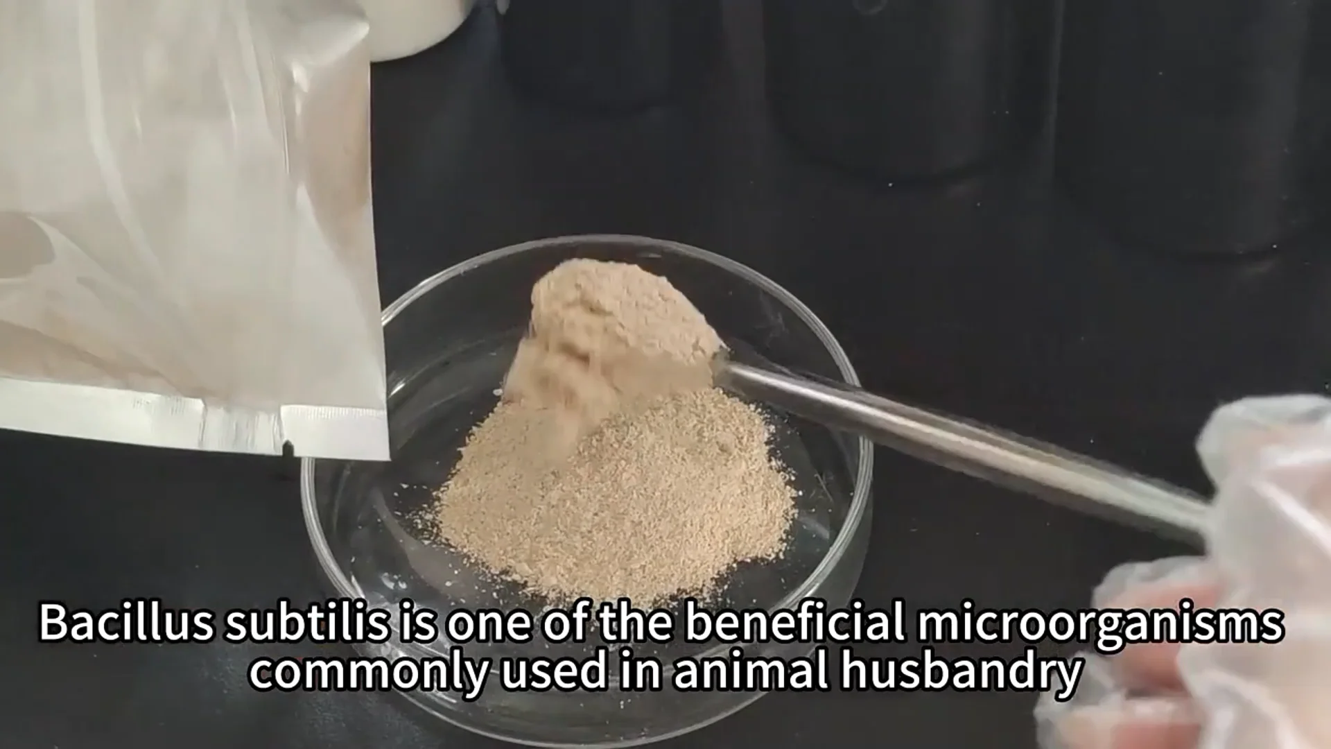 Fish Feed Probiotics Bacillus Subtilis Natto - Buy Fish Feed Probiotics ...