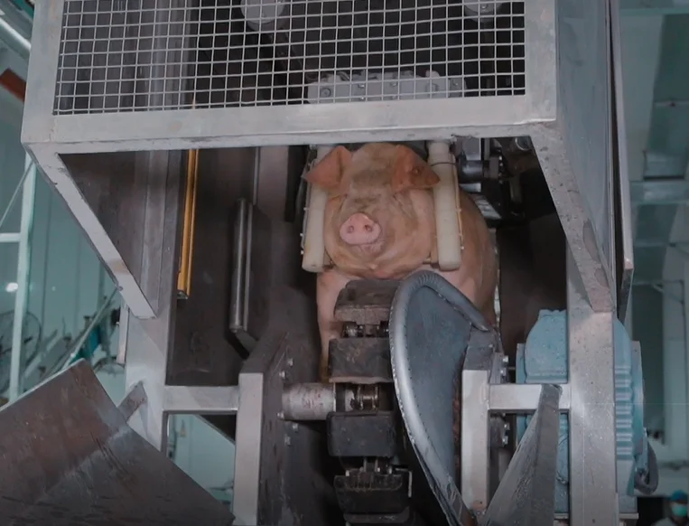 High Performance Electrical Stunning Machine for Pig Abattoir ...
